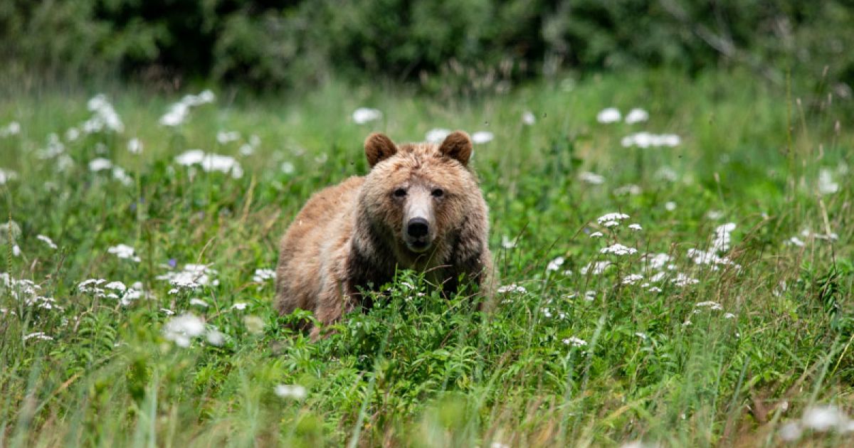 Marine West Coast Animals