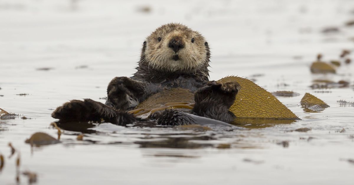 Farewell Harbour Lodge - Sea Otter Success Story
